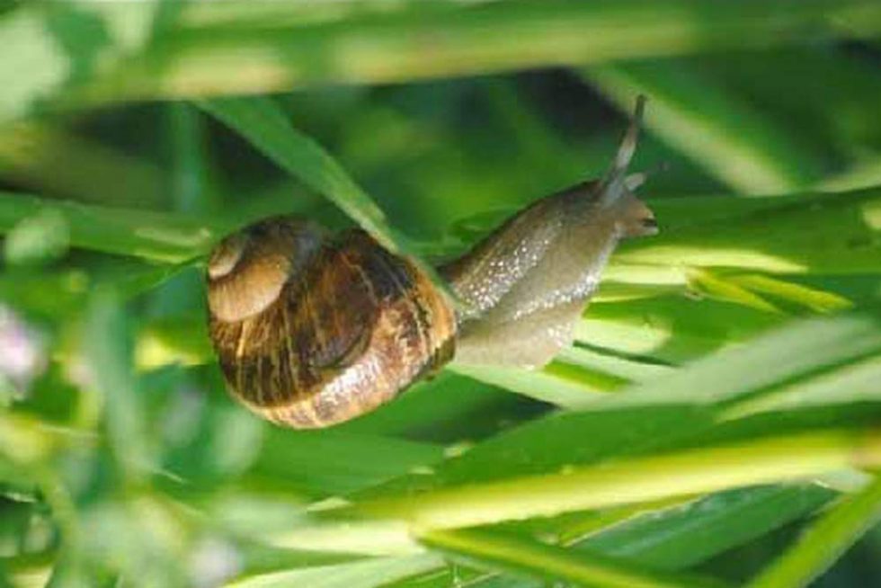 Snail Slime Extract: The Latest Breakthroughs in Skincare and Beyond ...